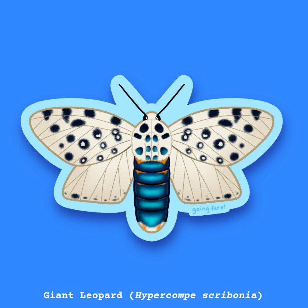 Giant Leopard Moth Sticker, Moth Sticker, Bug Sticker - Etsy
