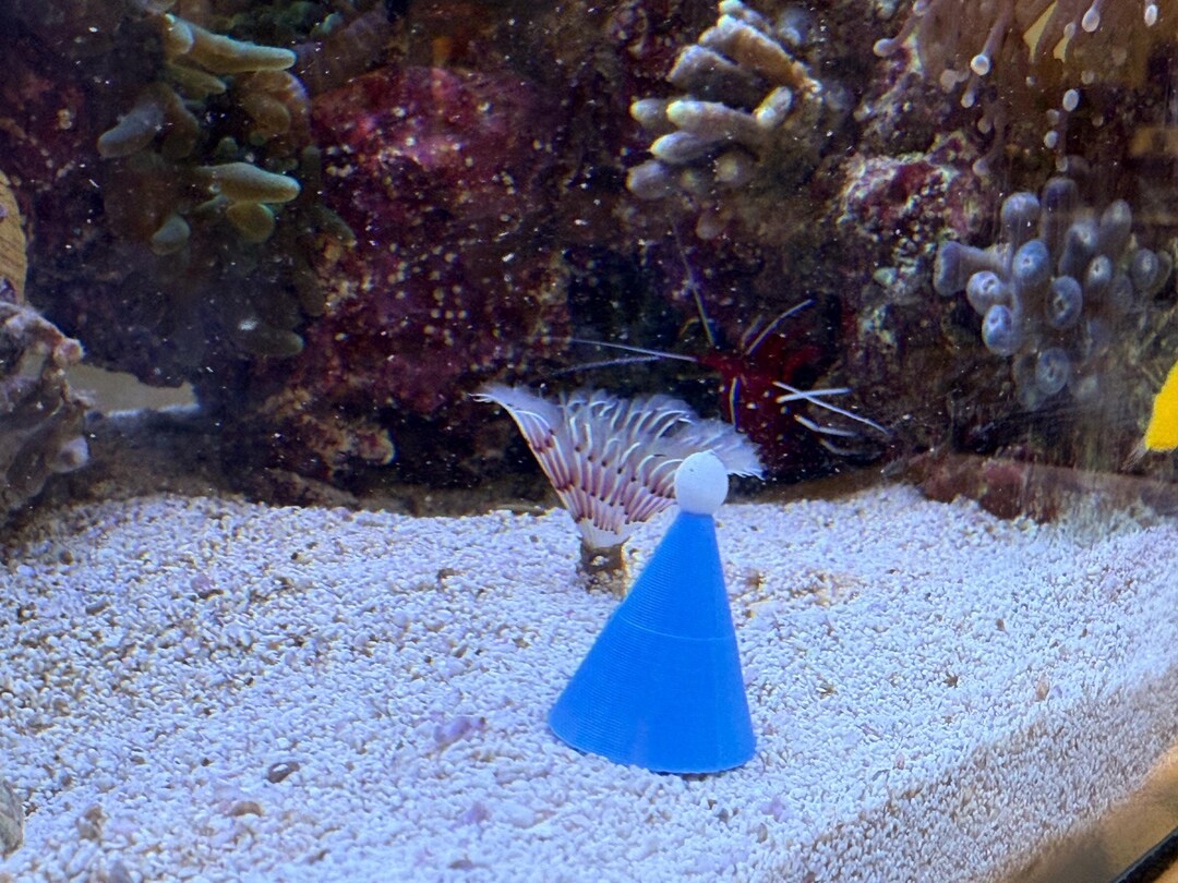 Sea Urchin Party Hat - Etsy