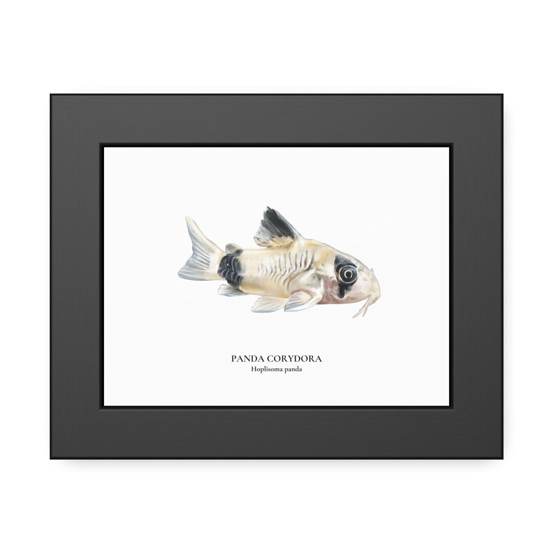 Panda Corydora Framed Print Aquarium Art - Etsy