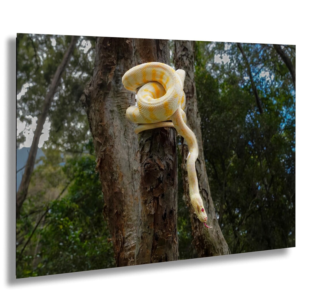 Albino Carpet Python in Daintree Rainforest Queensland Australia ...