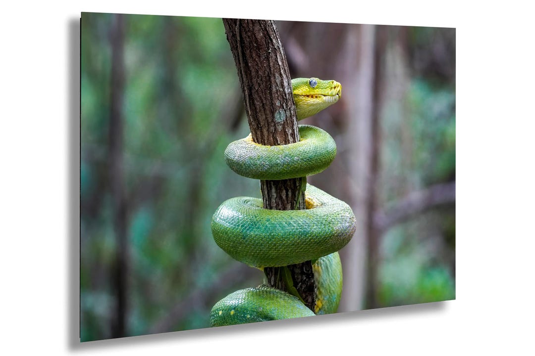 Stunning Green Tree Python in Daintree Rainforest, Queensland – Digital ...