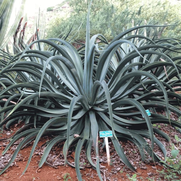 Agave Seeds - Etsy