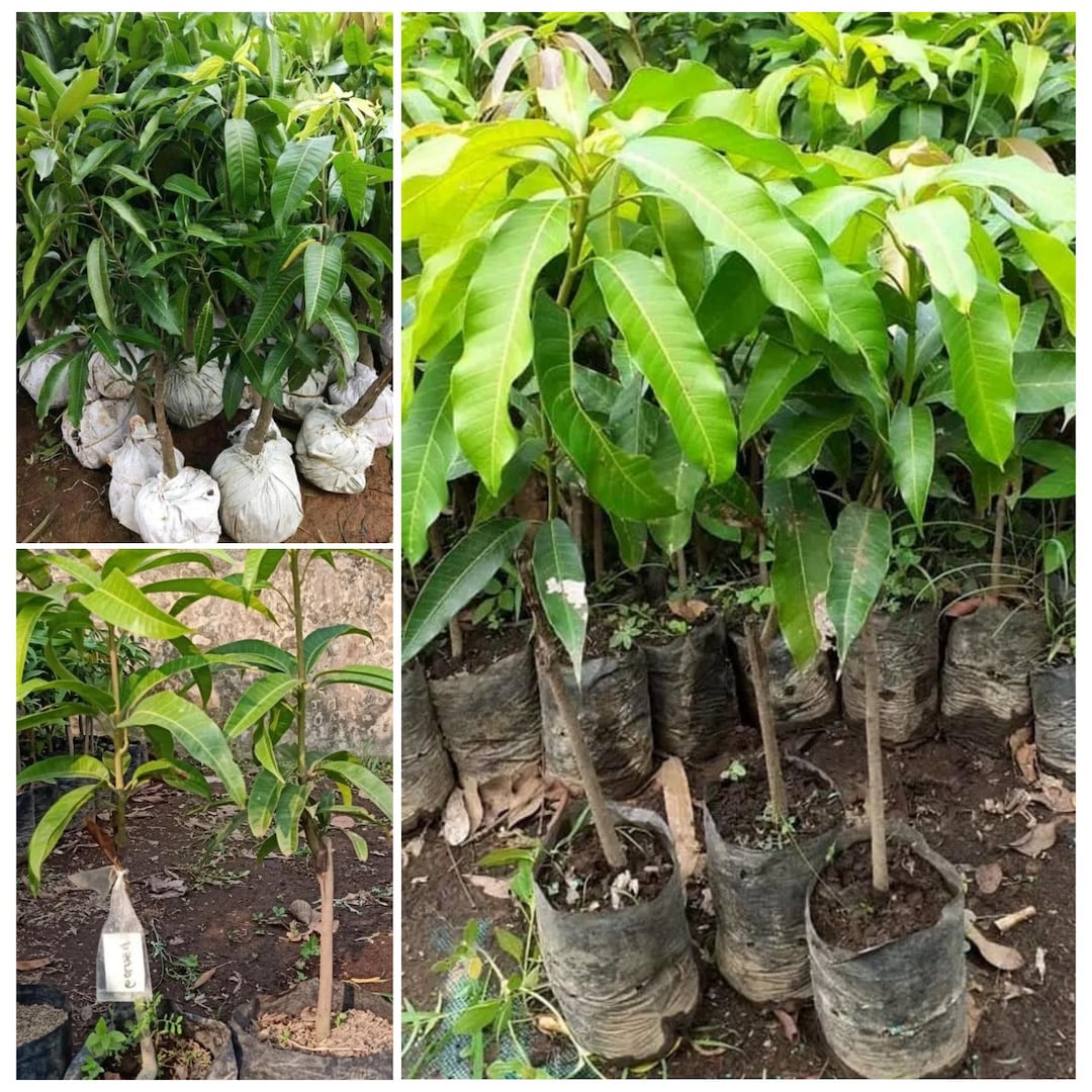 Mango ‘namdokmai Golden’ Grafted Seedling (mangifera Indica), 50–60 Cm ...