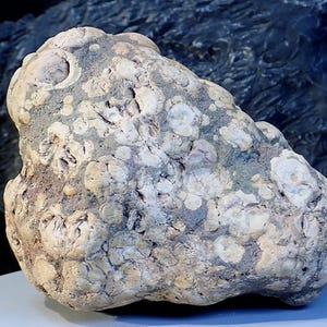 30854 Orbicular Rhyolite Specimen Rough 90 X 90 X 80 Mm 904 Grams ...