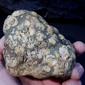 30854 Orbicular Rhyolite Specimen Rough 90 X 90 X 80 Mm 904 Grams ...