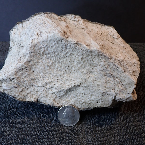 Petrified Palm Wood - Etsy