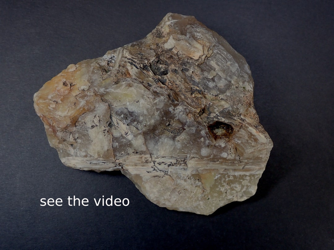 10577 Petrified Wood in Bog Agate Specimen Fluorescent Bog Agate 288 ...