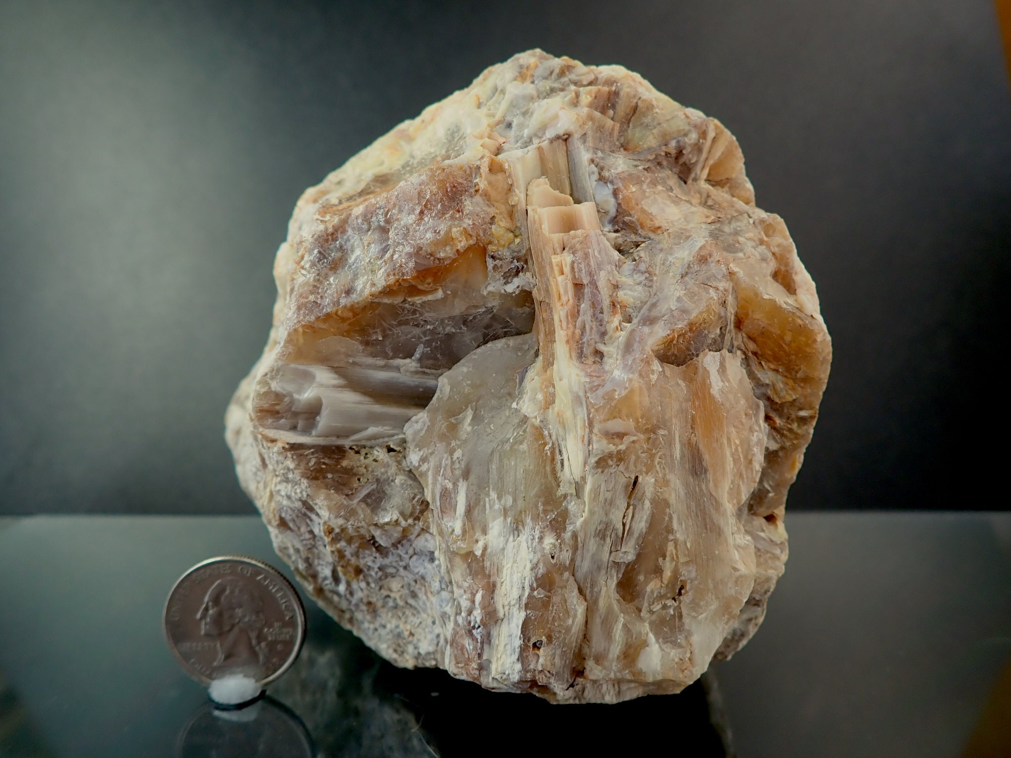 10746 Petrified Wood in Bog Agate cabinet size specimen - Etsy.de