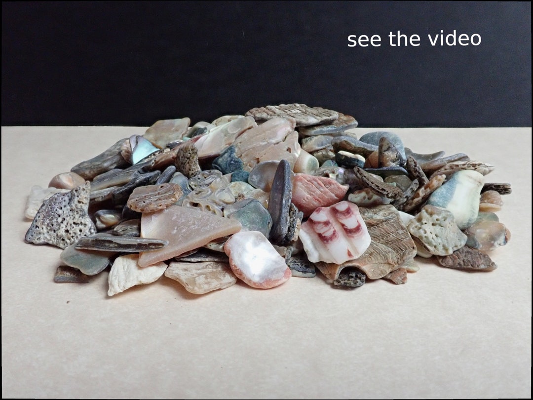 30213 Abalone Shell 2 Oz Lot Small Bits and Pieces of Abalone Shell ...