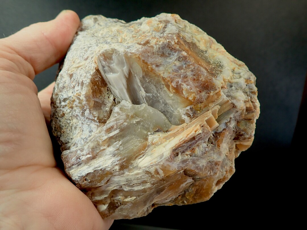 10746 Petrified Wood in Bog Agate cabinet size specimen 110 x 106 x 80 ...