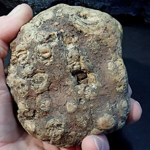 30854 Orbicular Rhyolite Specimen Rough 90 X 90 X 80 Mm 904 Grams ...