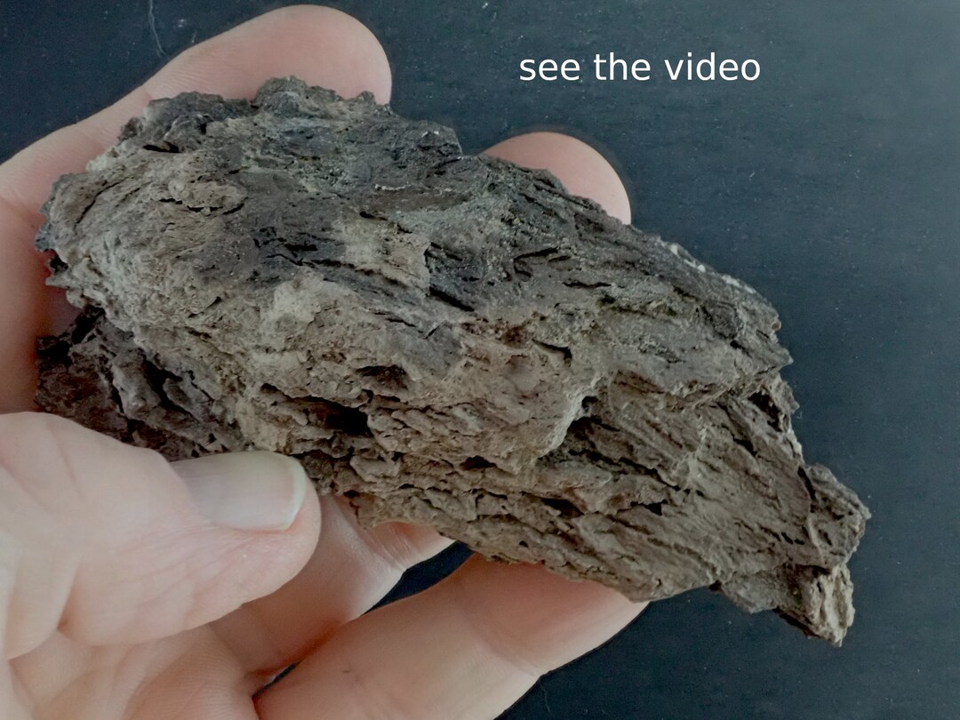 30251 Petrified Bark Wood Fossil Tree Bark Collector Specimen 100 X 55 ...