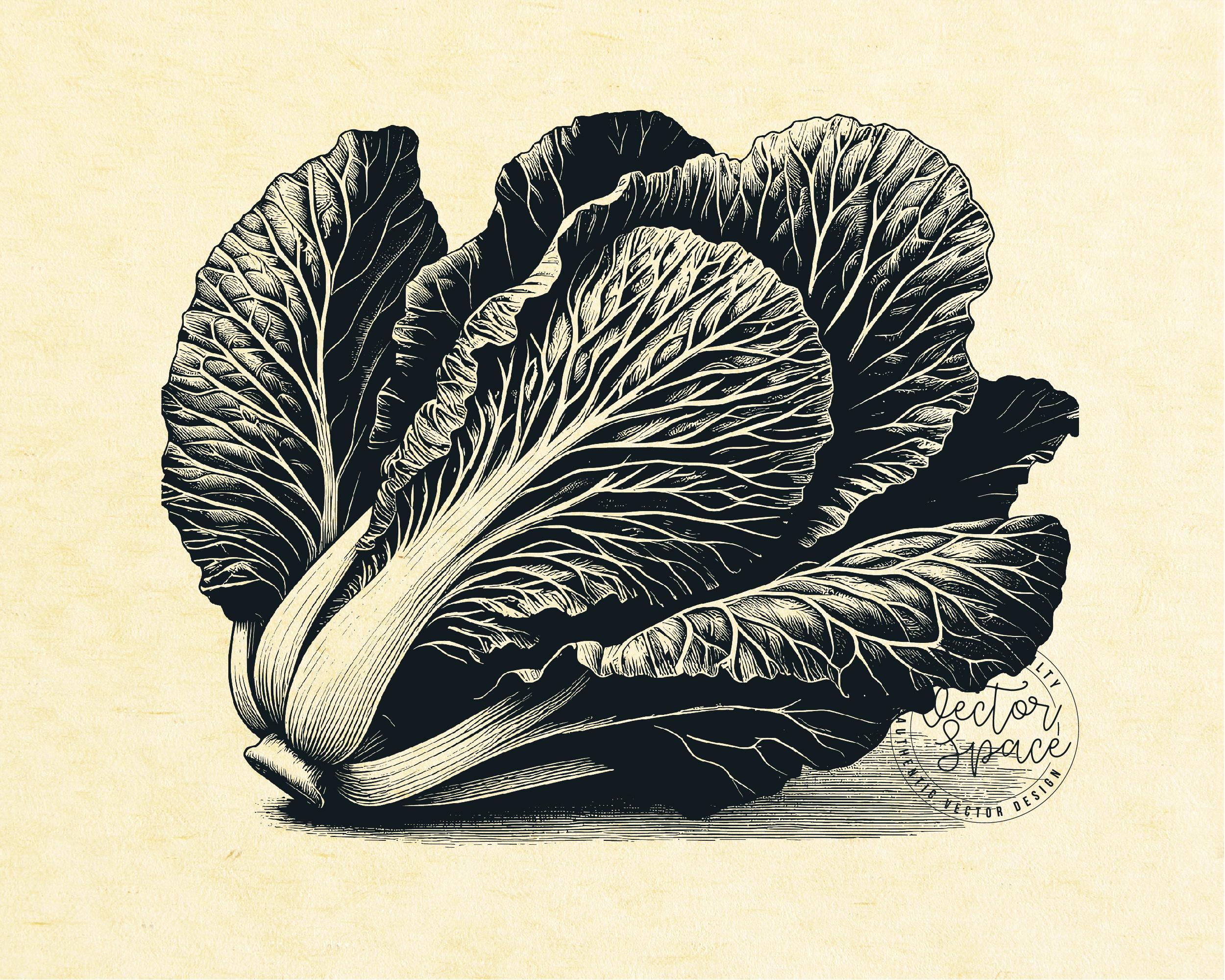 Cabbage Illustration Vector, Vegetables Cabbage SVG, Botanical, Cabbage ...