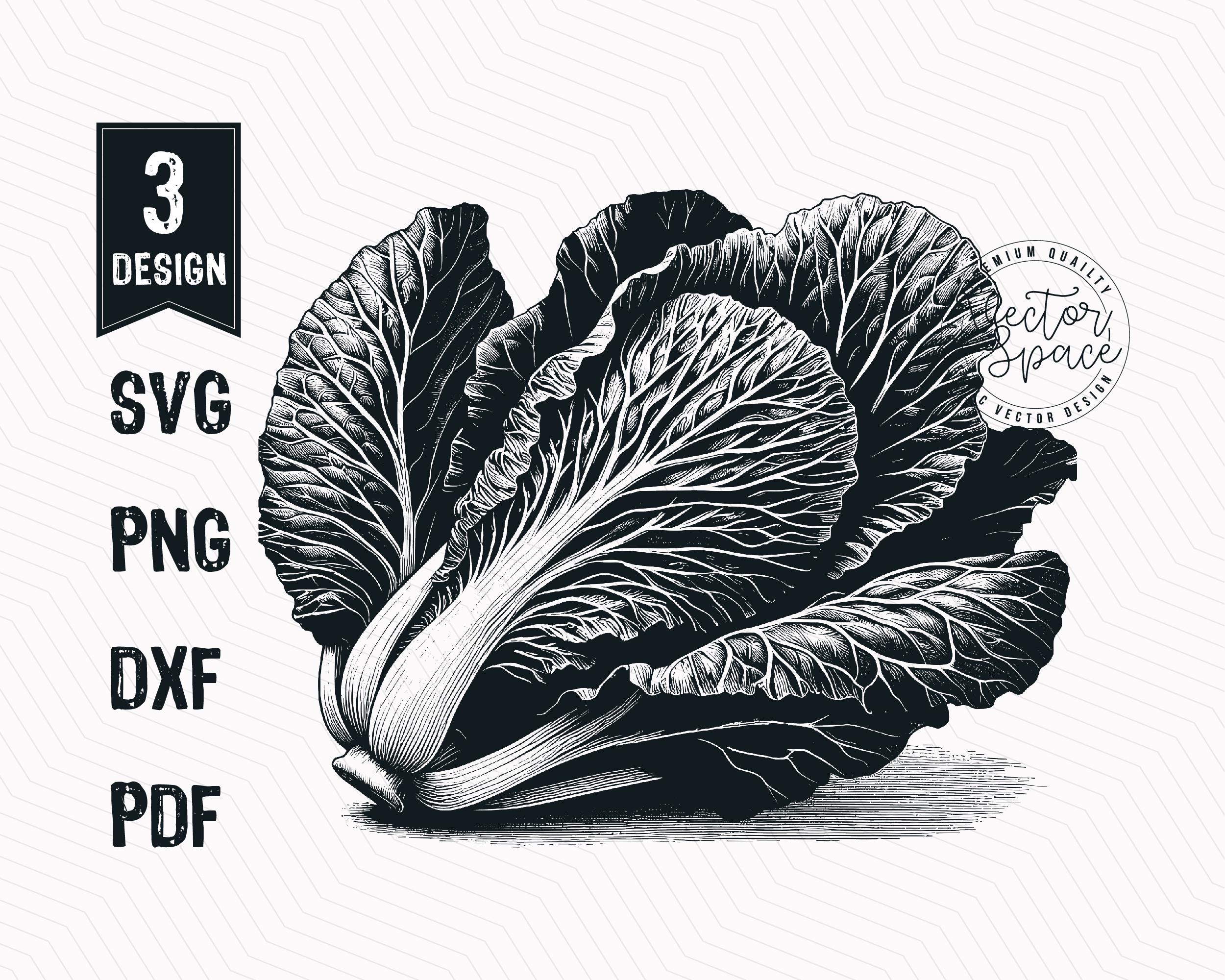 Cabbage Illustration Vector, Vegetables Cabbage SVG, Botanical, Cabbage ...