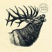 Elk Head Illustration Vector, Elk Bugling, Elk Bugle SVG, Detailed Elk ...