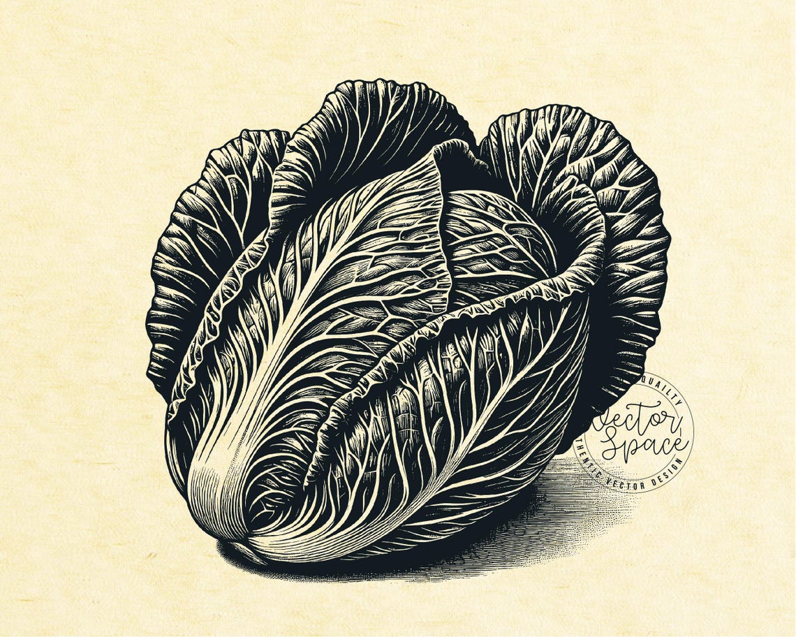 Cabbage Illustration Vector, Vegetables Cabbage SVG, Botanical, Cabbage ...