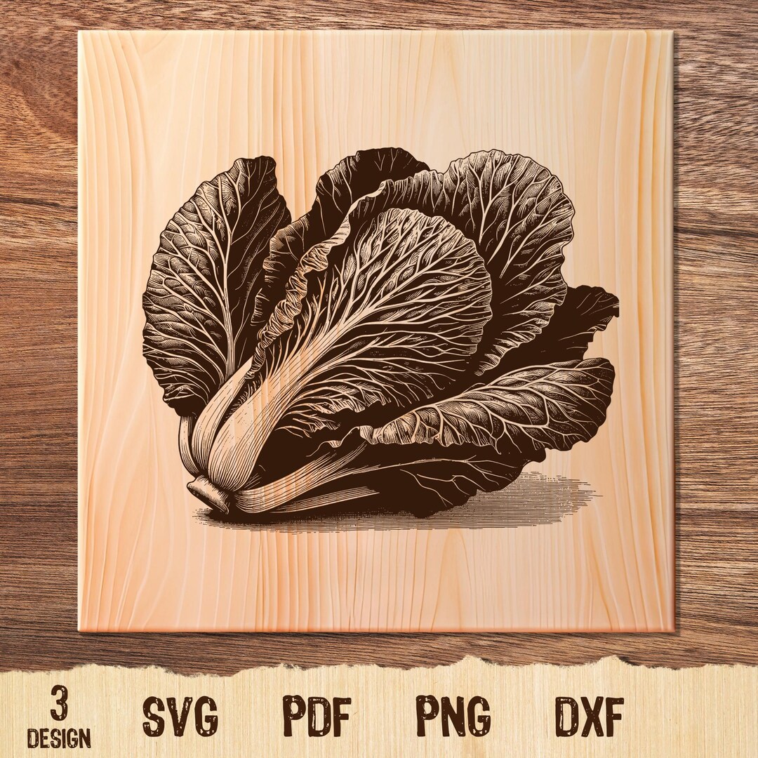 Cabbage Illustration Vector, Vegetables Cabbage SVG, Botanical, Cabbage ...