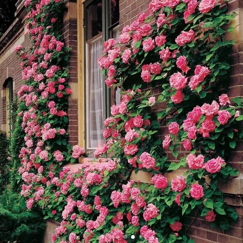 Maniac Climbing Roses - Etsy