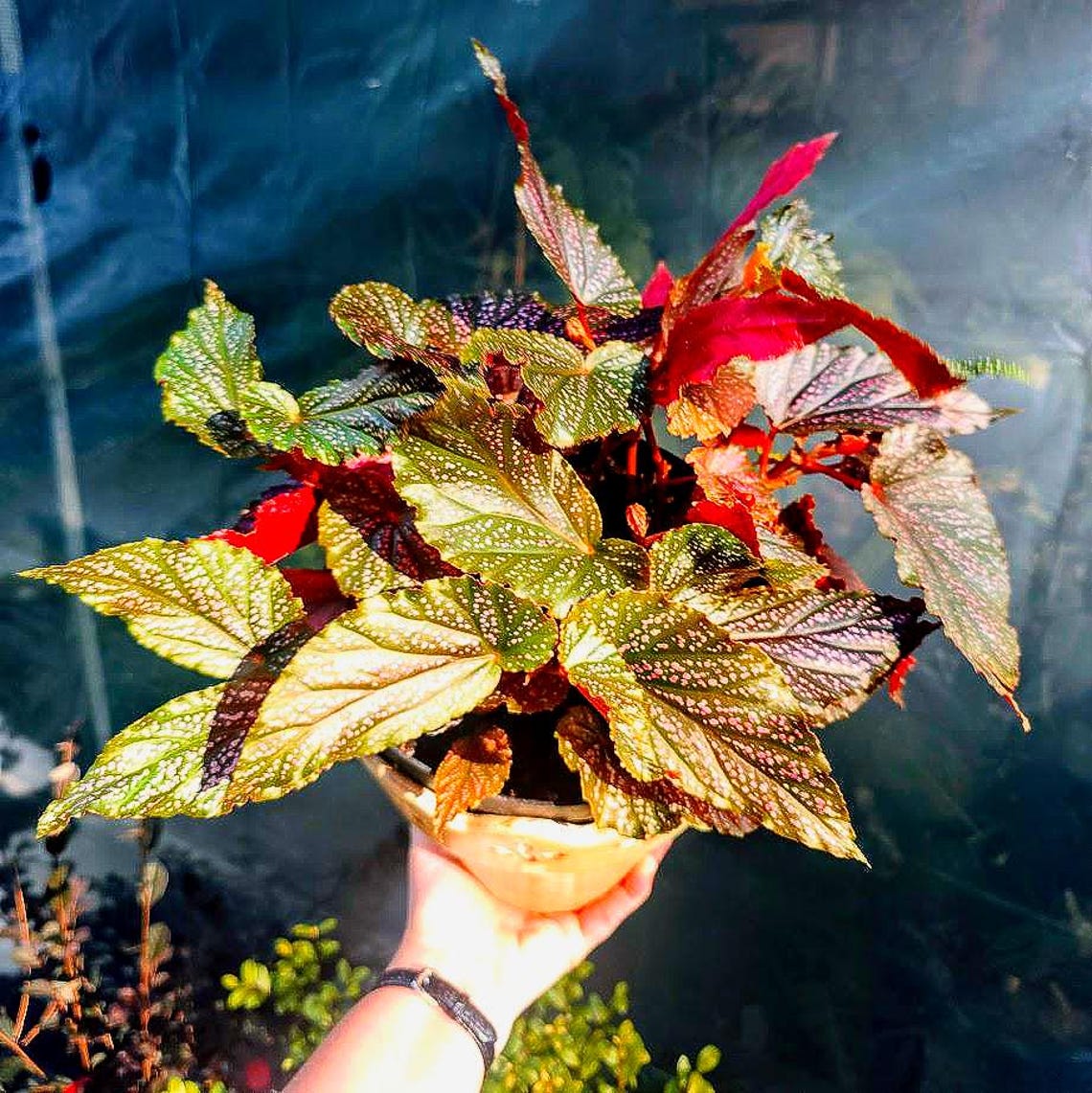 Begonia Maculata ‘pink Spot’ | Polka Dot Begonia | Colorful Houseplant ...