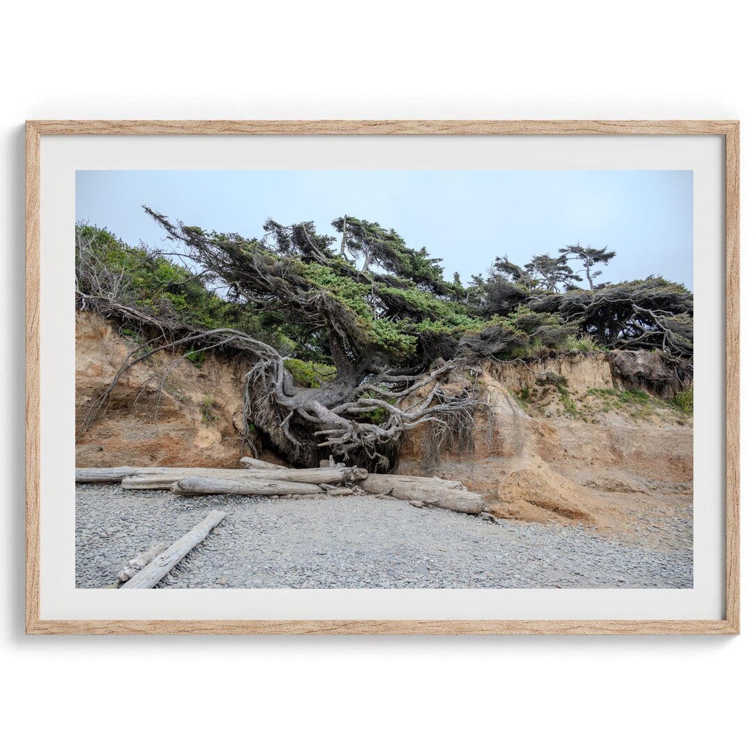 Kalaloch Beach Tree of Life Photography Print – Coastal Wall Art ...
