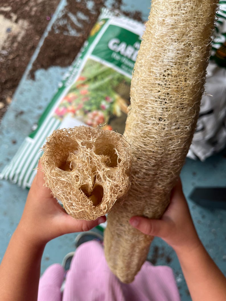 Luffa Seeds Heirloom Home Grown - Loofah Seeds; Natural Loofah Sponge ...