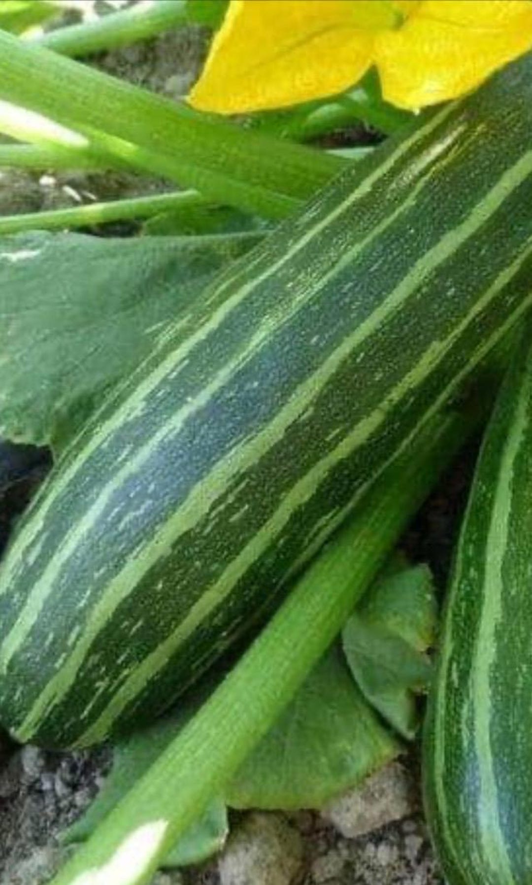 Zucchini Seeds - Cocozelle - Organic - 10 Seeds - Etsy