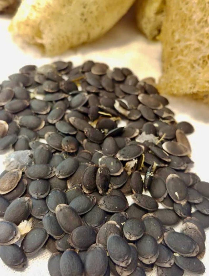 Luffa Seeds Heirloom Home Grown - Loofah Seeds; Natural Loofah Sponge ...