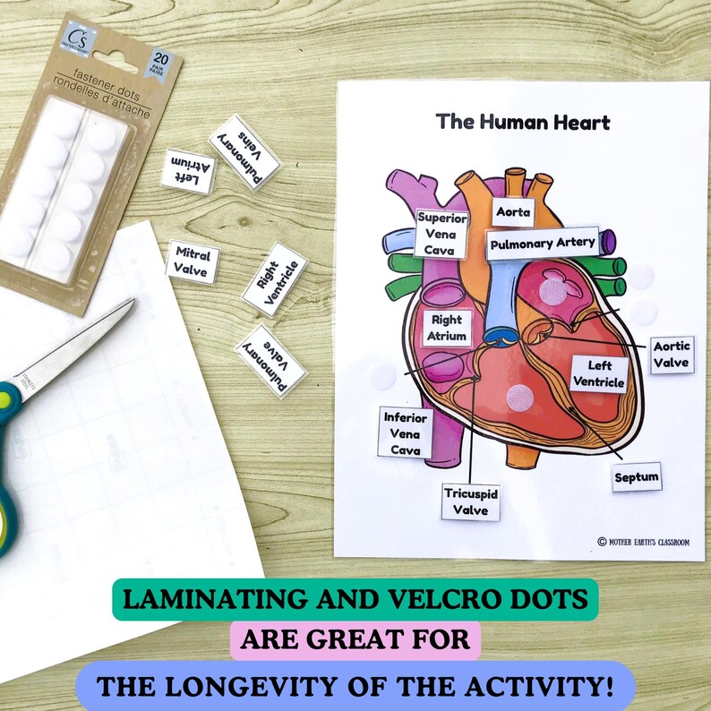 Heart and Circulatory System Introduction for Kids Parts of the Heart ...