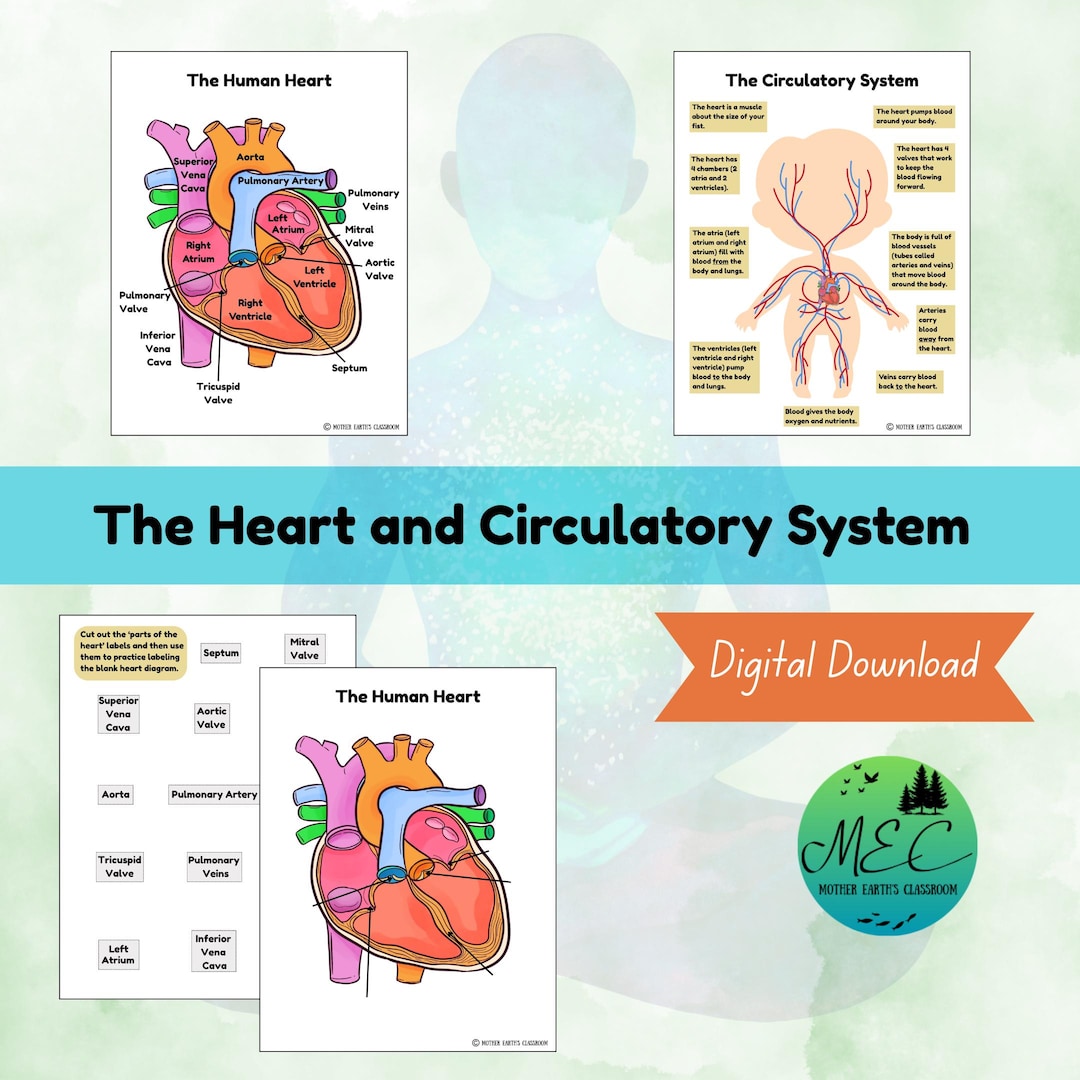 Heart and Circulatory System Introduction for Kids Parts of the Heart ...