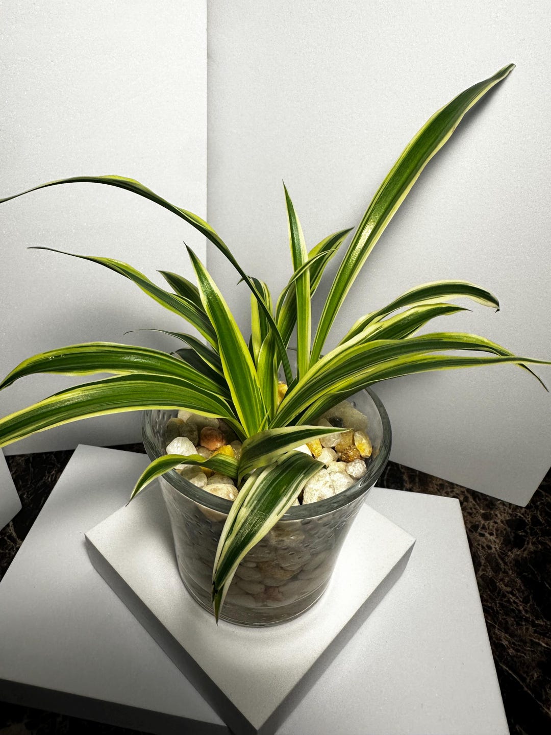 Spider Plant Water Prop - Etsy