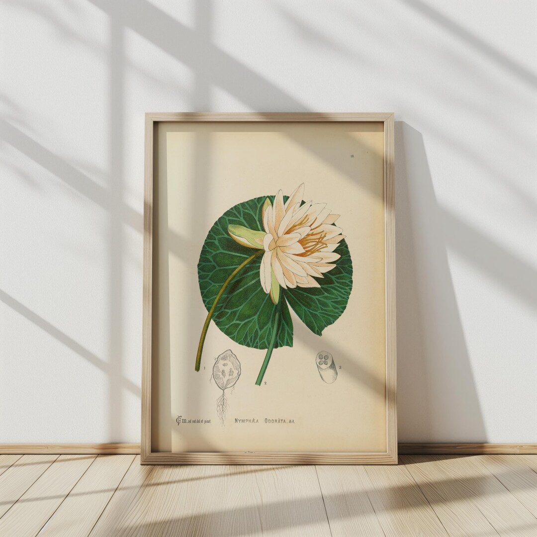 Botanical Print - Nymphaea Odorata by Charles F. Millspaugh - Natural ...