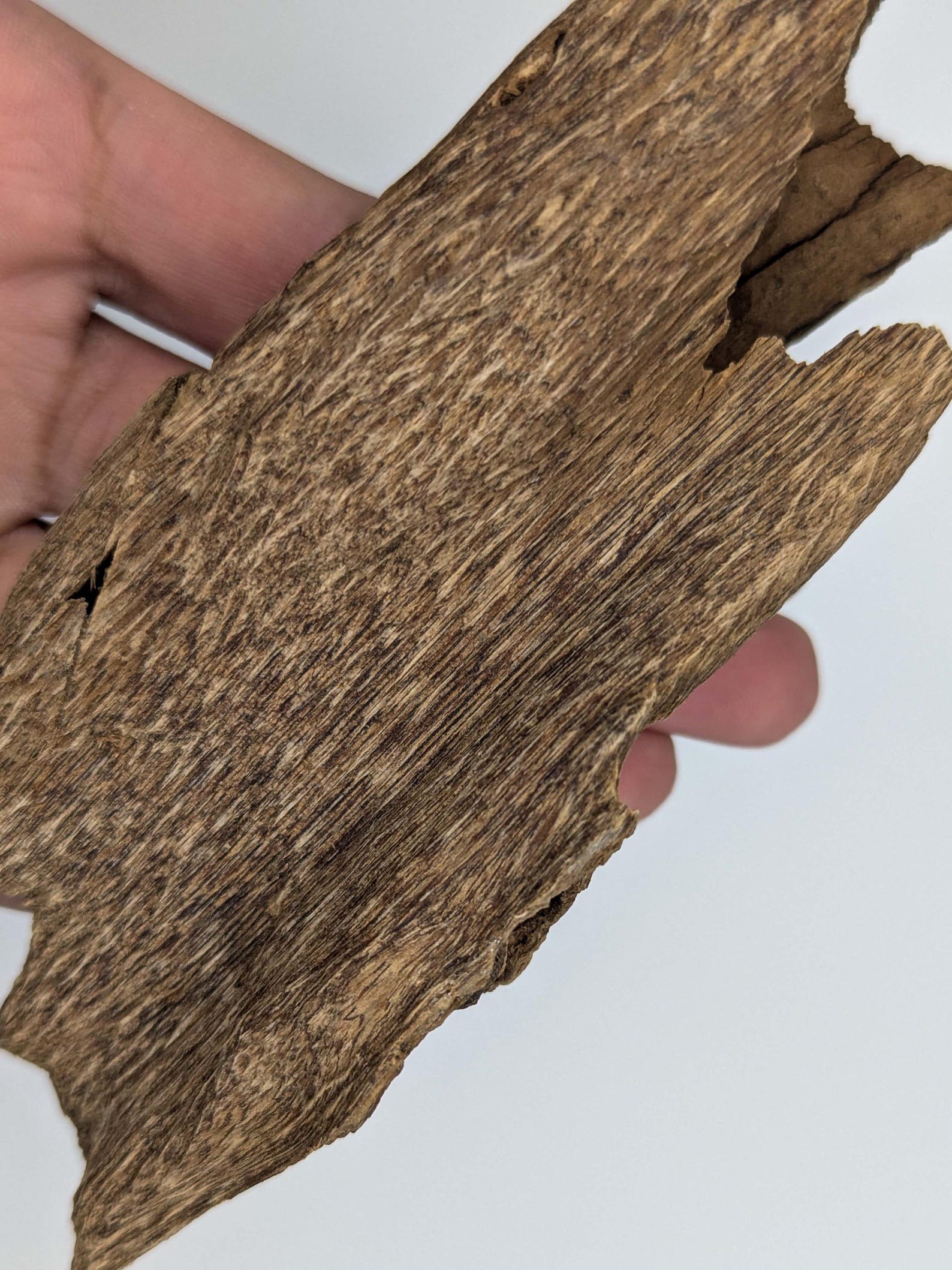 Unique Kalimantan Malinau Oud (select Piece) – Double / Triple Super ...
