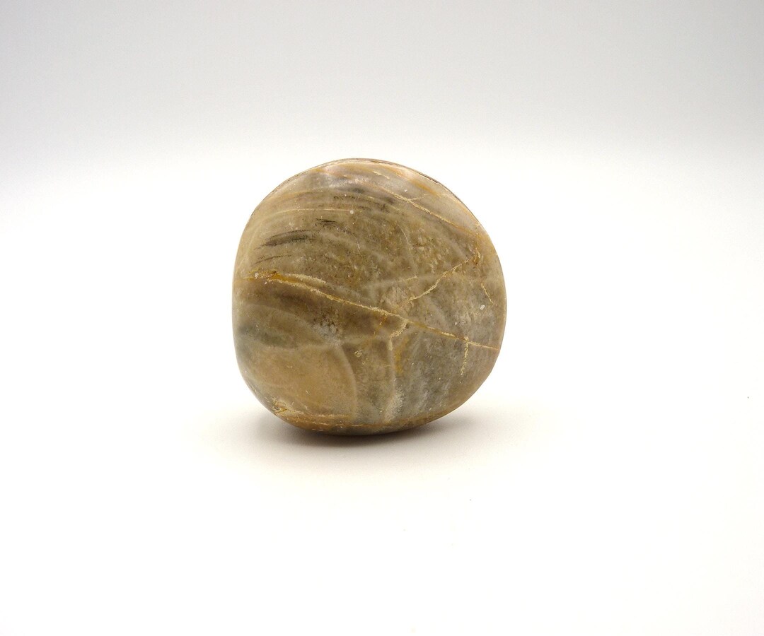 Jurassic Marine Clam Fossil Prehistoric From Madagascar, Fully Intact ...