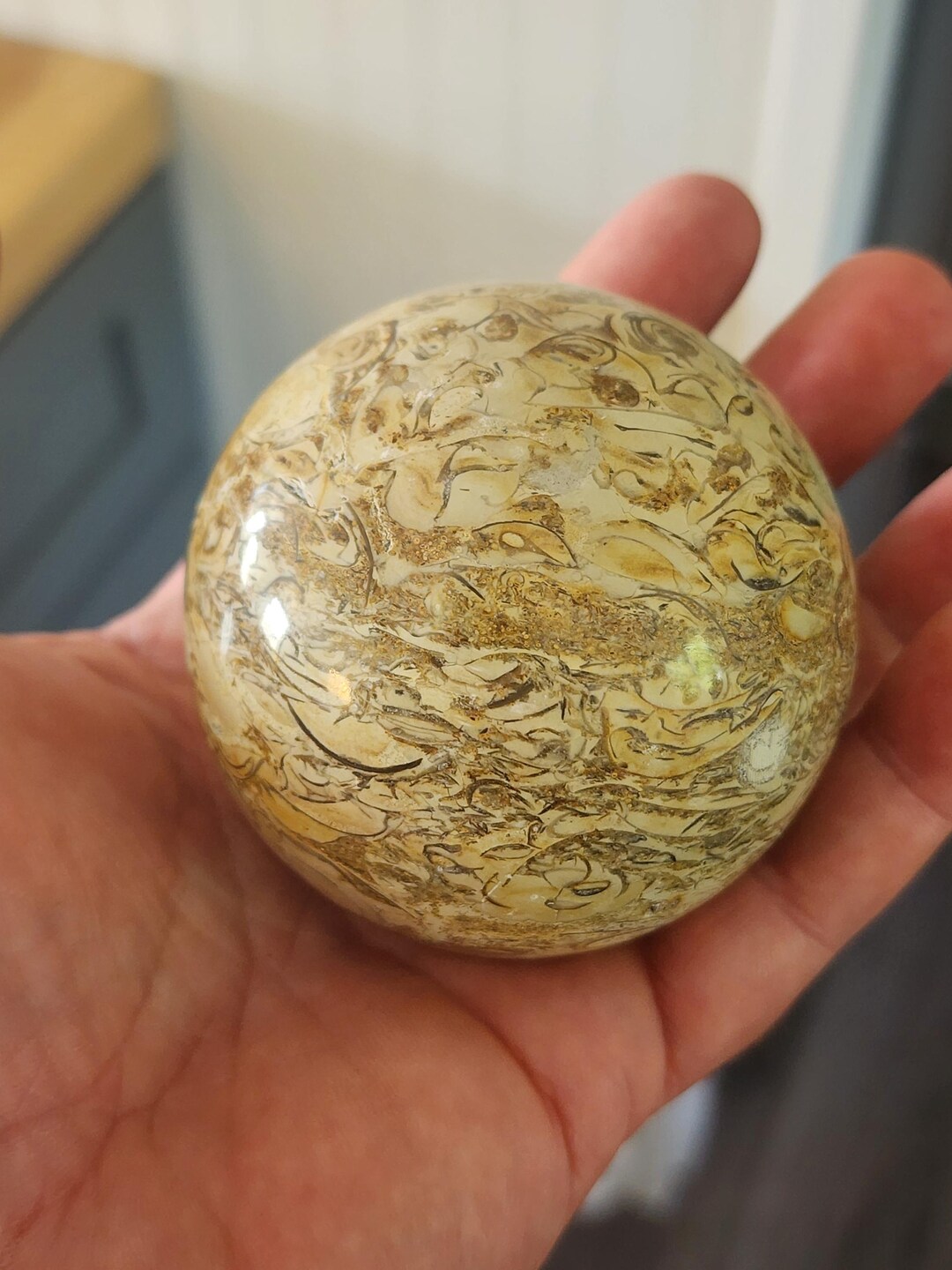 Bone Fossil Sphere - Etsy