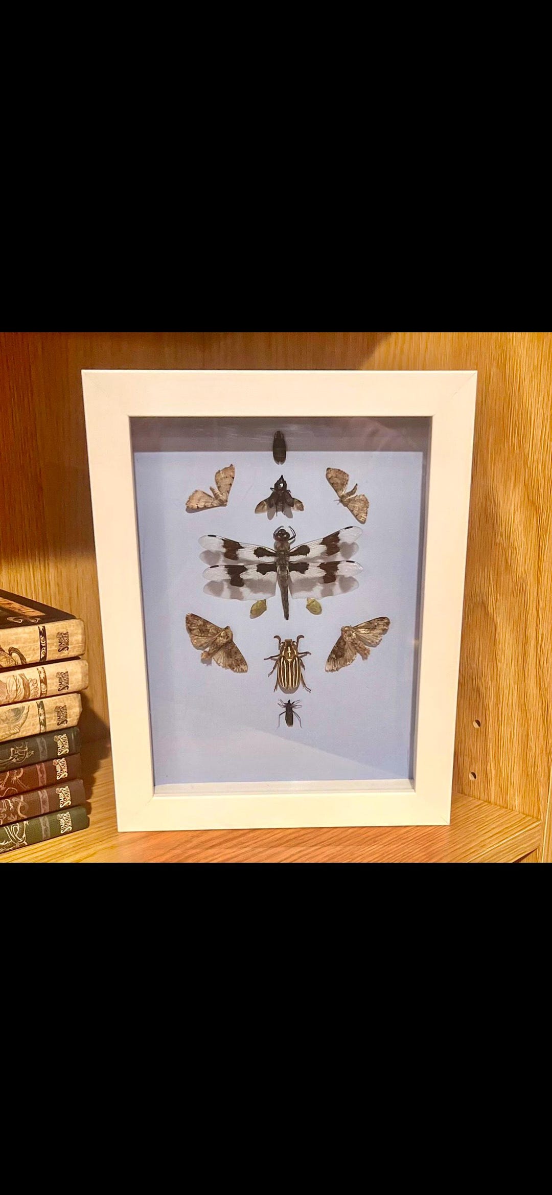 Real Insect Specimen Display Case Naturally Found Dragonfly, June ...
