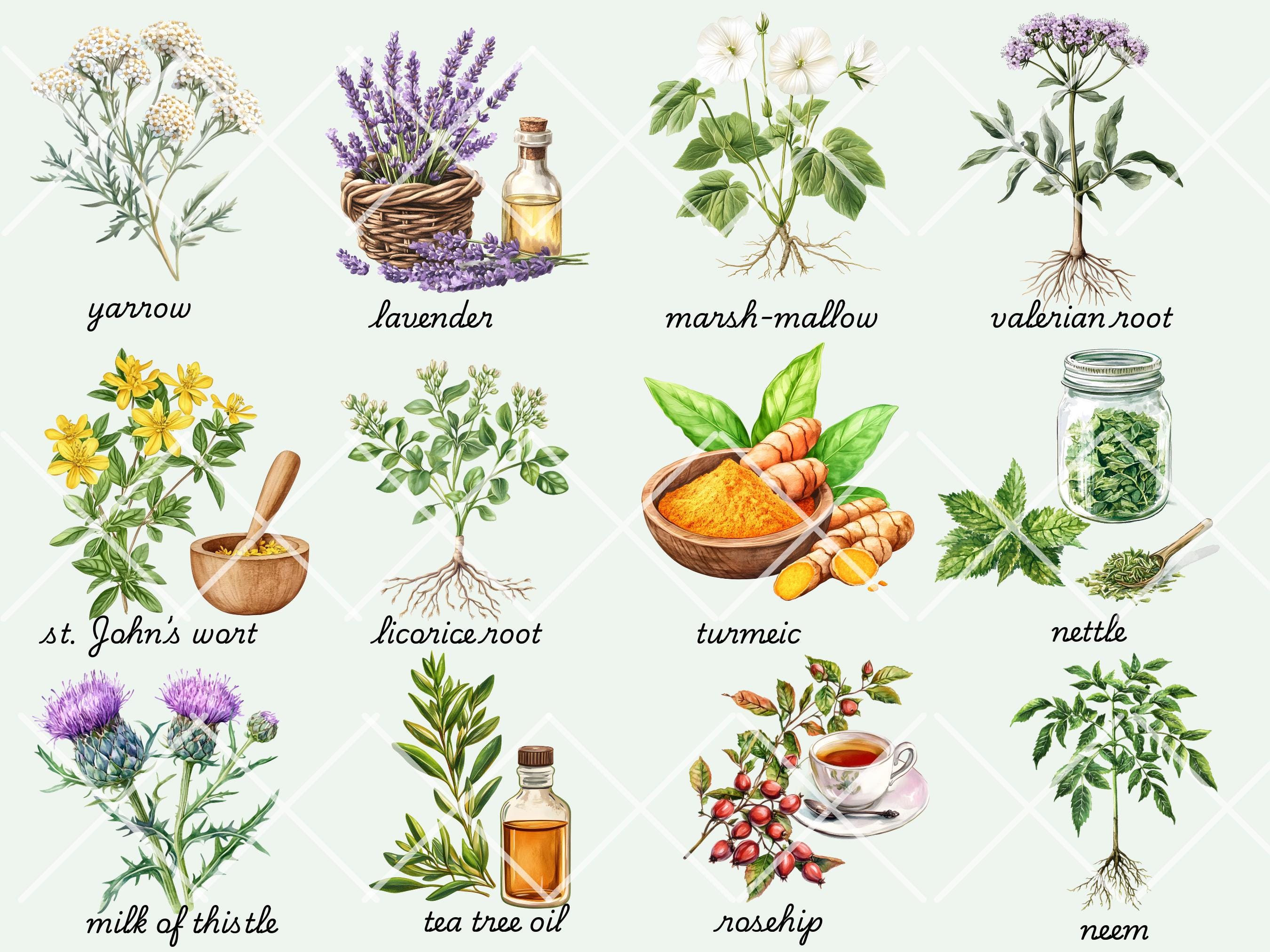 Medicinal Plants Clip Art Collection, Botanical Designs 24 PNG ...