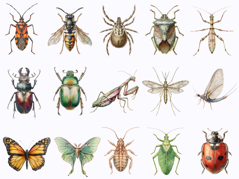 Insects Clipart Collection, Realistic Botanical Bugs 30 PNG ...