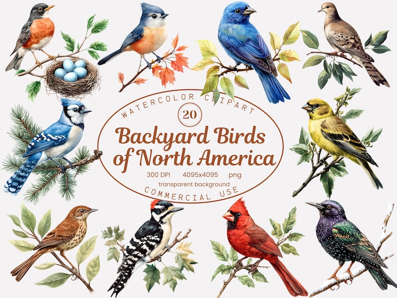 Backyard Bird Clipart Collection, North America Birds Watercolor ...
