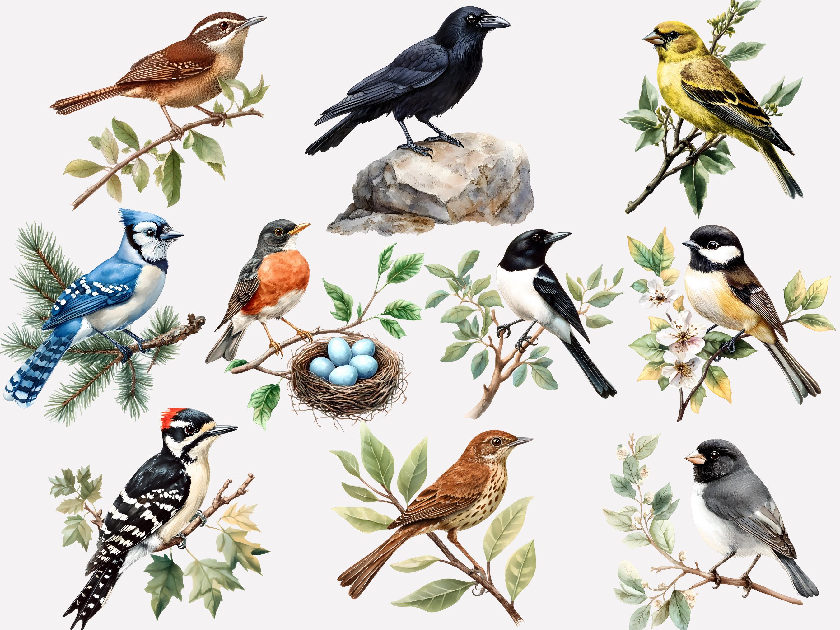 Backyard Bird Clipart Collection, North America Birds Watercolor ...