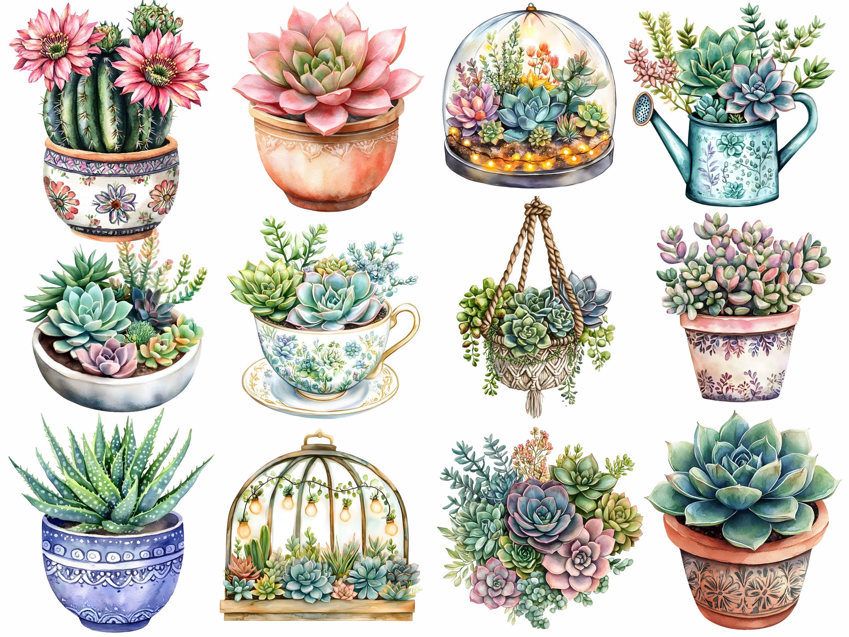 Succulent Plants Clip Art Collection, 24 PNG Cactus Boho Illustrations ...
