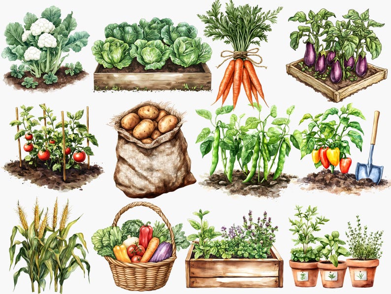 Garden Vegetables Clip Art Collection, Rustic Farm Fresh Watercolor ...