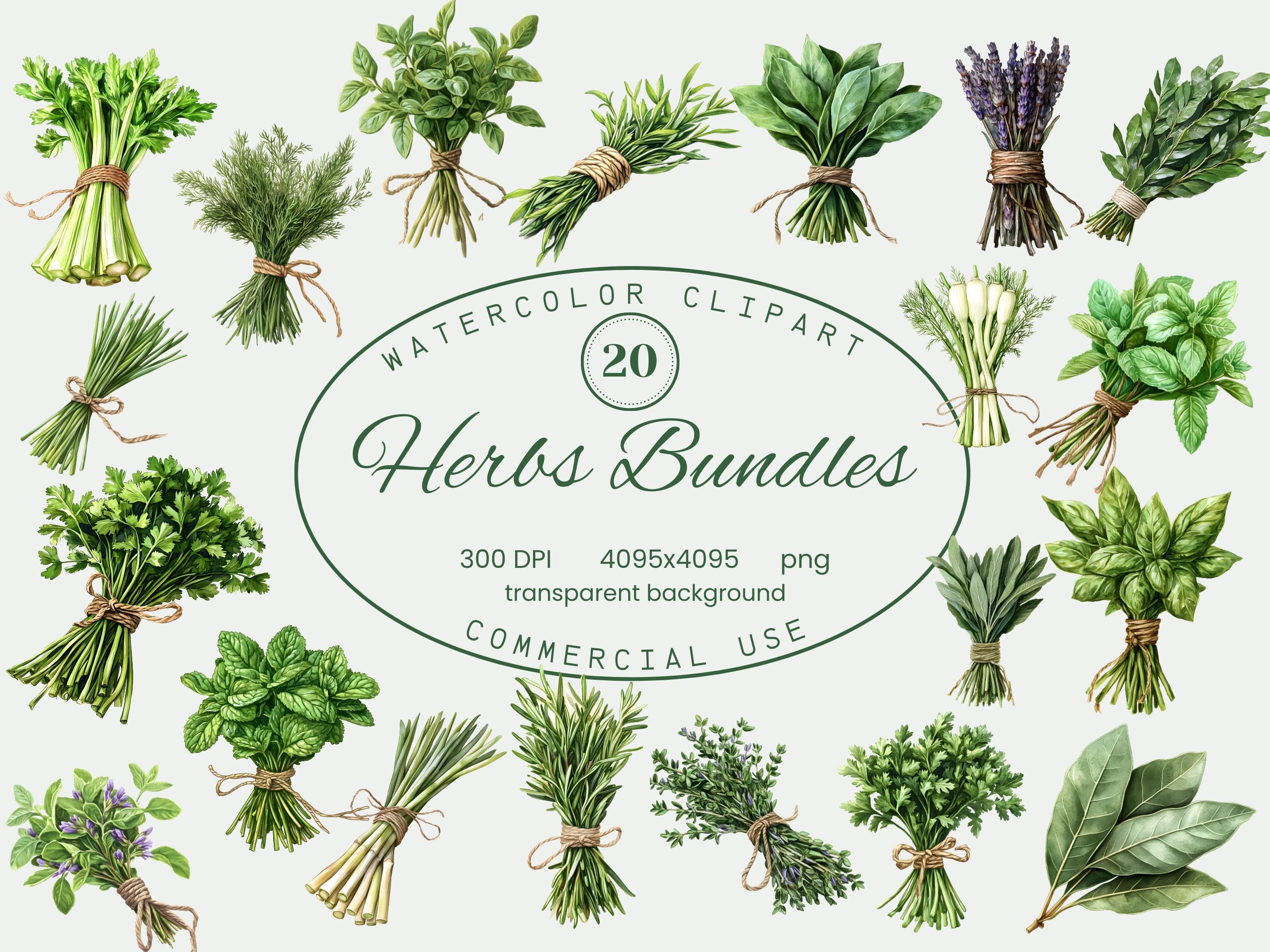 Herb Bundles Clip Art Collection, Rustic Botanical Designs 20 PNG ...