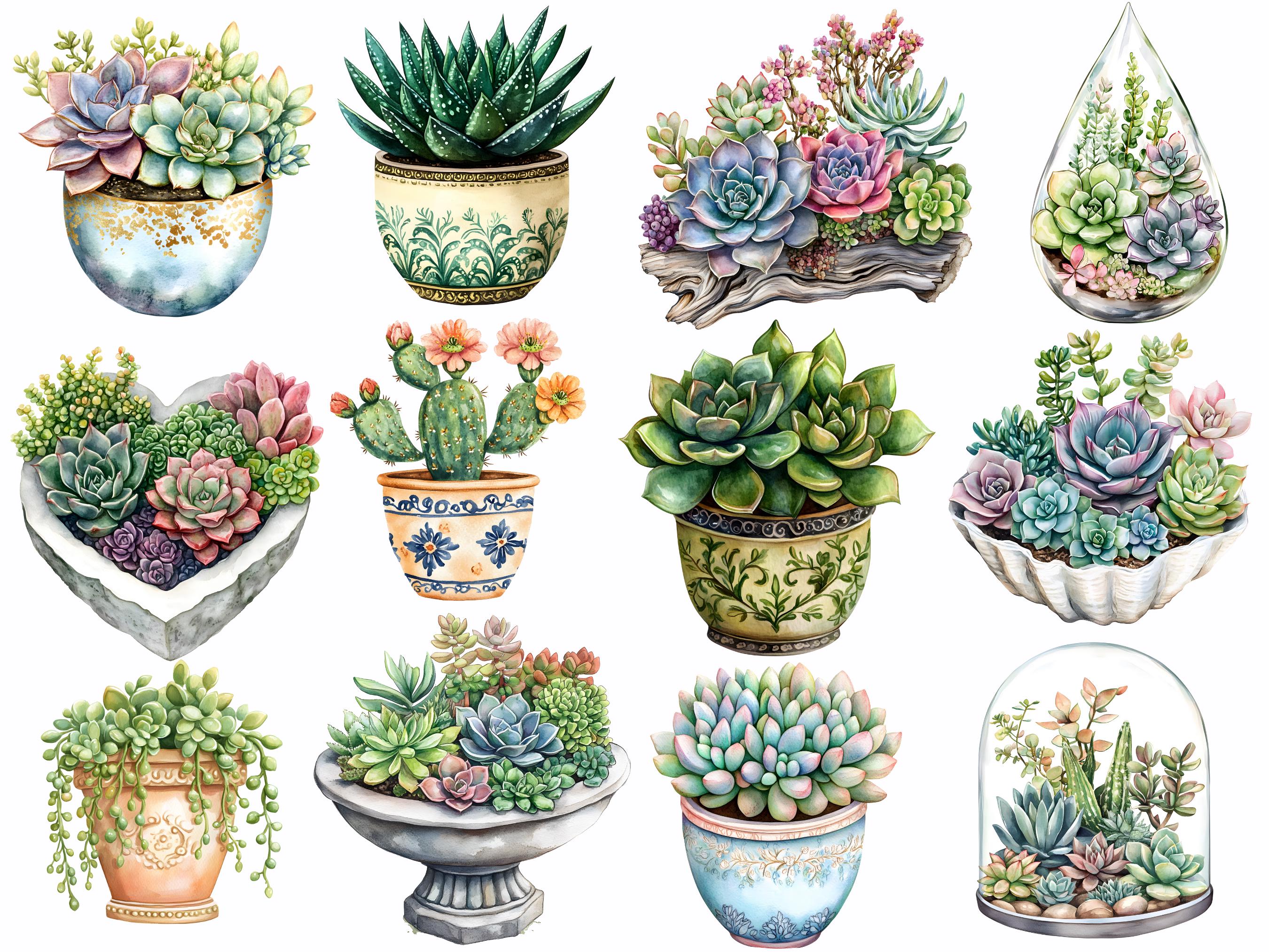 Succulent Plants Clip Art Collection, 24 PNG Cactus Boho Illustrations ...