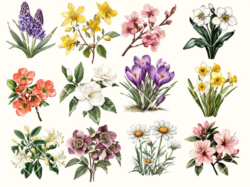 Spring Flowers Clip Art Collection, Retro Botanical 24 PNG ...