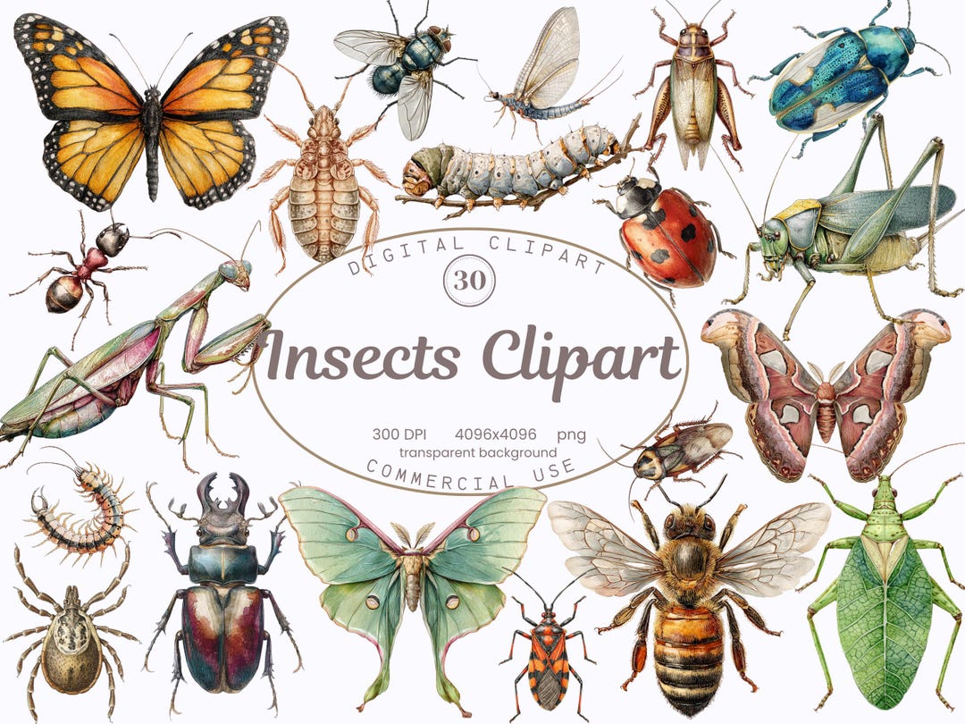 Insects Clipart Collection, Realistic Botanical Bugs 30 PNG ...
