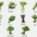 Herb Bundles Clip Art Collection, Rustic Botanical Designs 20 PNG ...