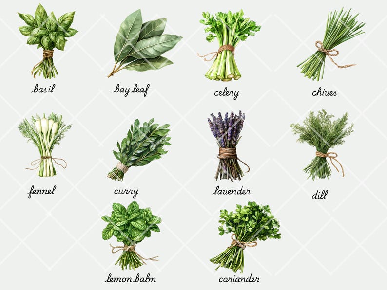 Herb Bundles Clip Art Collection, Rustic Botanical Designs 20 PNG ...