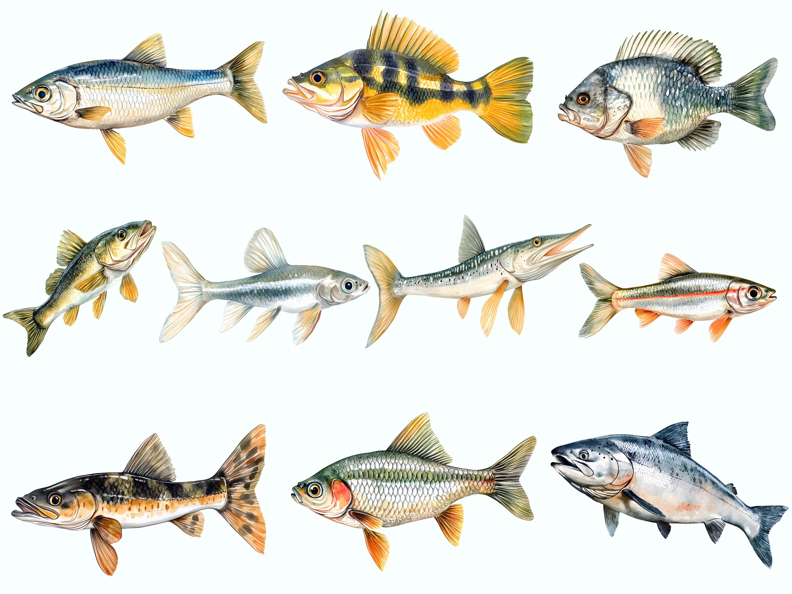 Freshwater Fish Clipart Collection, River Fisherman Life 20 PNG ...