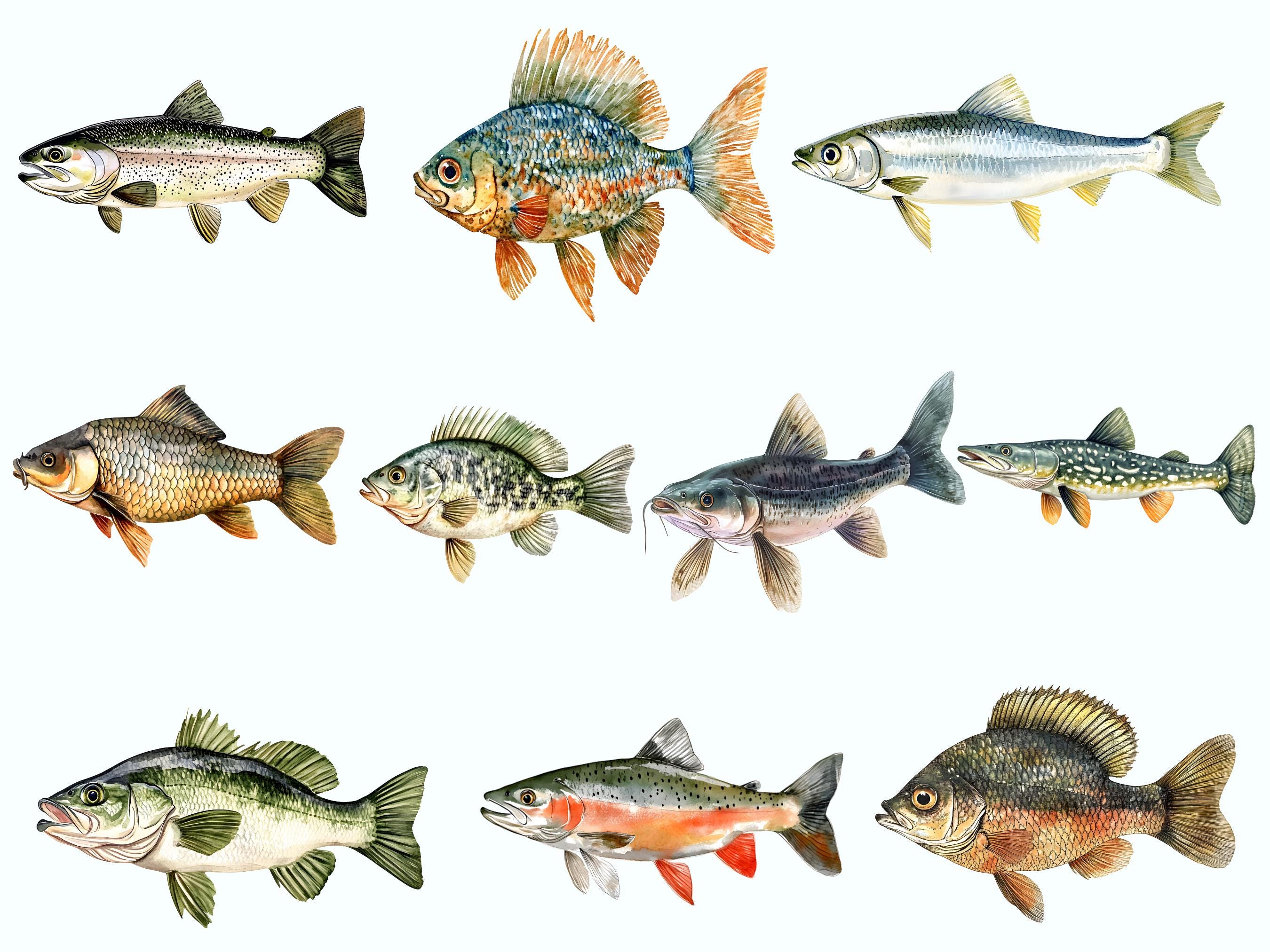 Freshwater Fish Clipart Collection, River Fisherman Life 20 PNG ...