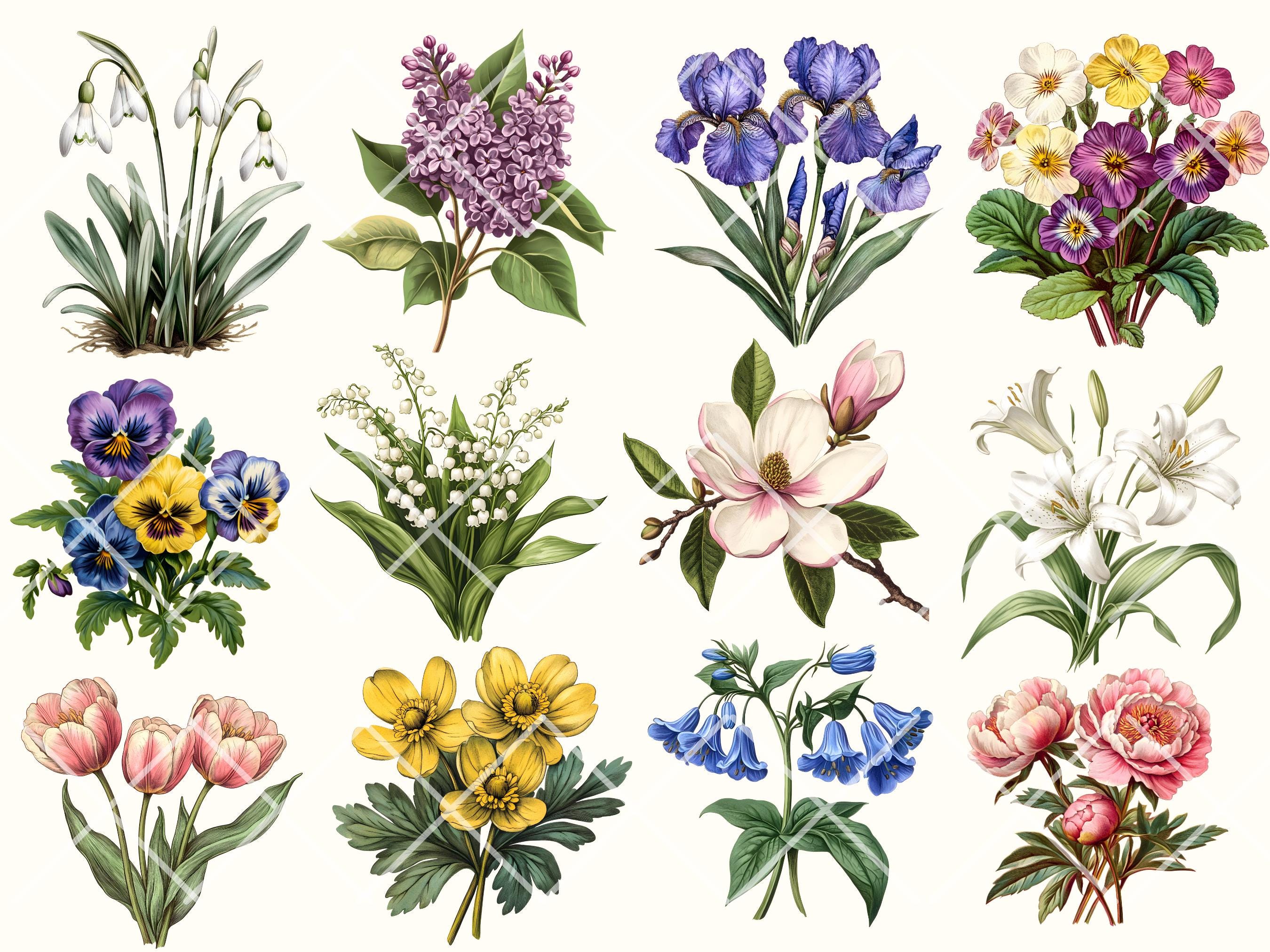 Spring Flowers Clip Art Collection, Retro Botanical 24 PNG ...